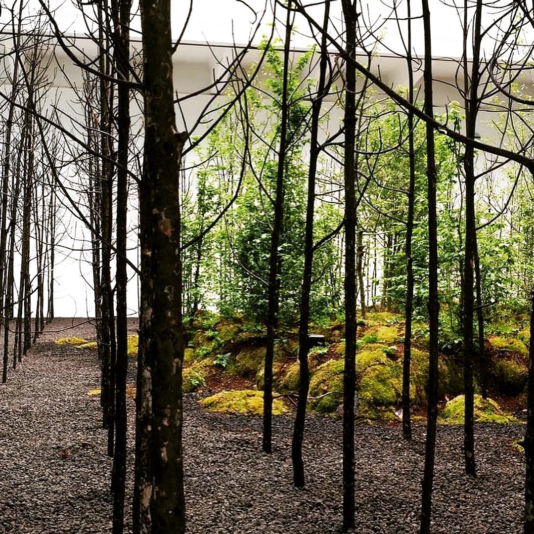 OperArt – La foresta di pini bruciati di Superflux per la Biennale di ...